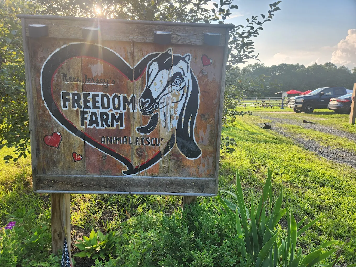 From Ruff to Rescued: Freedom Farm Animal Rescue’s Mission – The Echo